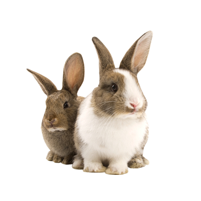Transparent-Pet-Bunny-Rabbit-PNG