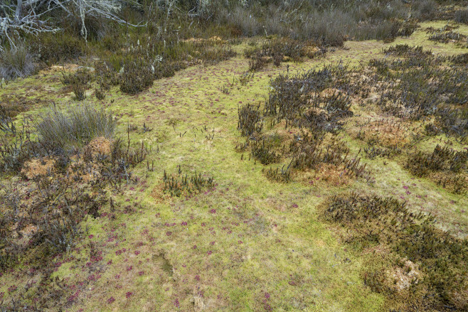 Mossy Bog (60)