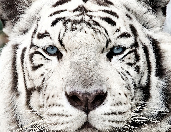 孟加拉白虎特写(Panthera tigris tigris)