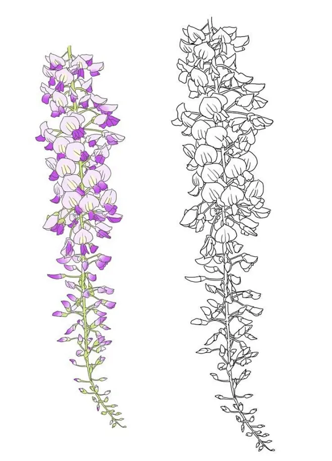 各类花卉线稿+上色 400P-线稿时代-微元素 - Element3ds.com!-花瓣网