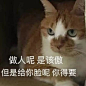 猫咪表情包 power！