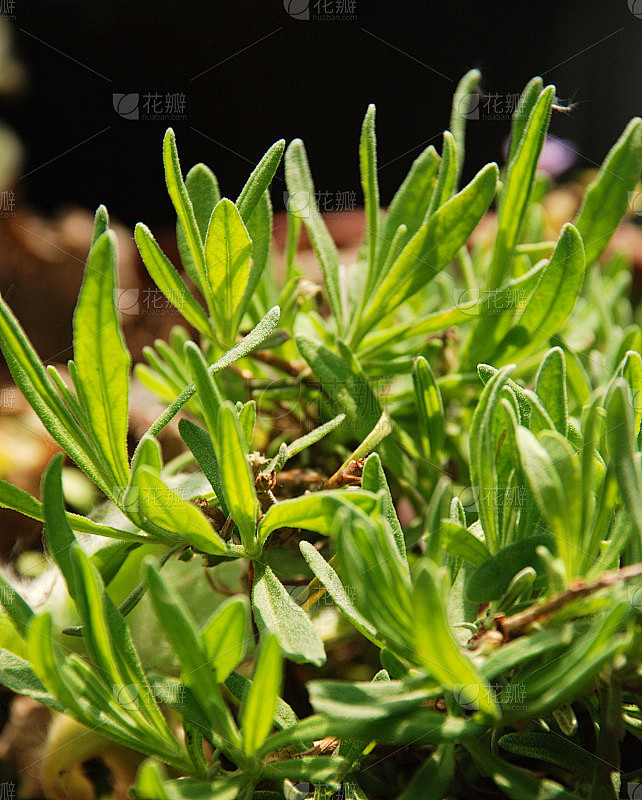 春天新鲜的levander