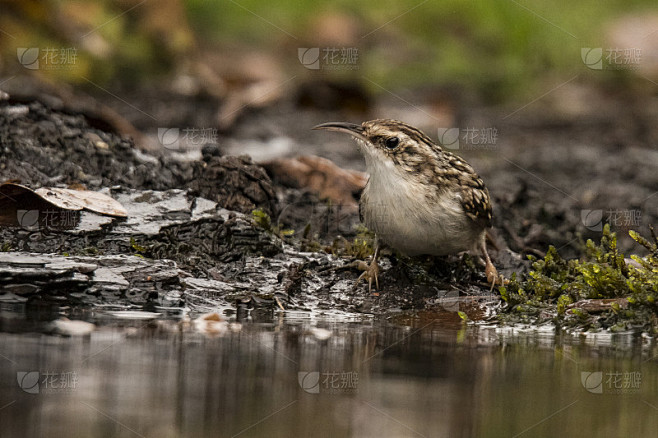 Tree-creeper