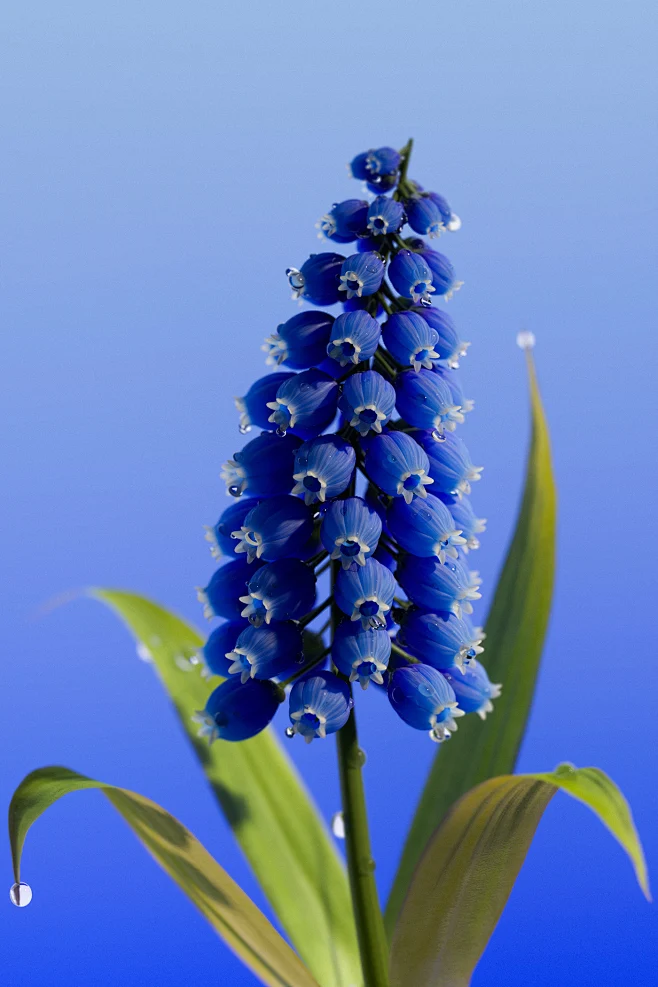 3d art art cinema 4d flower Flowers Nature octane Photography Render ...