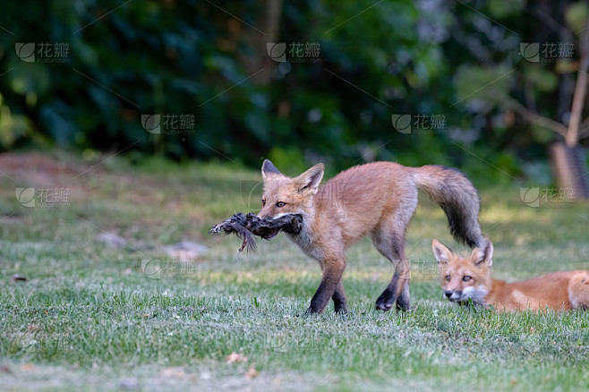 Fox Kits的用餐时间