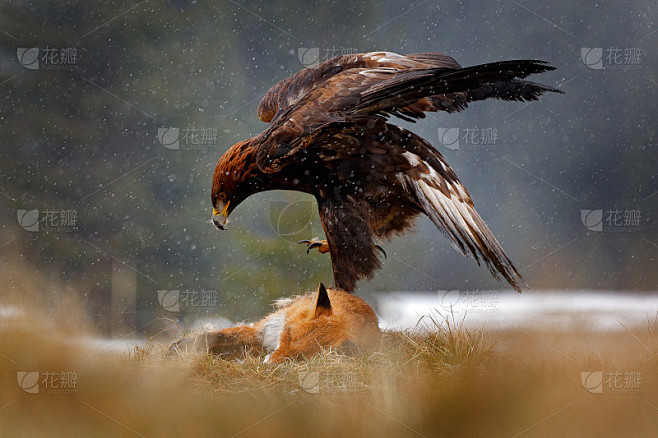 雨雪季节，金雕捕食森林中的红狐。鸟类在自然界的行为。动作食物场景与棕色的猛禽，老鹰与捕获，瑞典，欧洲