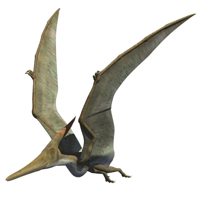 Pteranodon