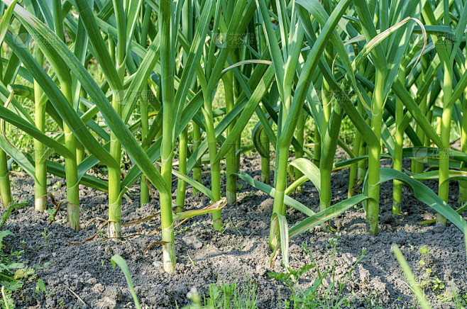 蒜苗绿树干上种植