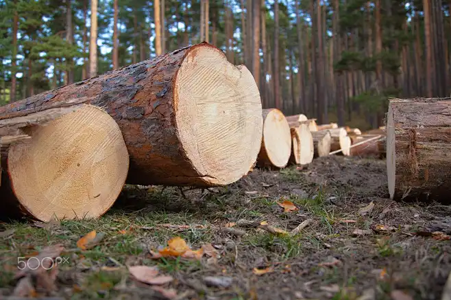 Cut Pine Logs by Ognian Medarov on 500px-花瓣网