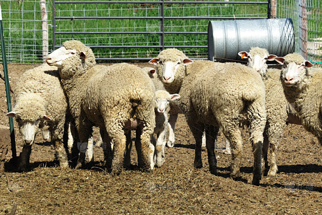 Silver Barrel的Sheep Family