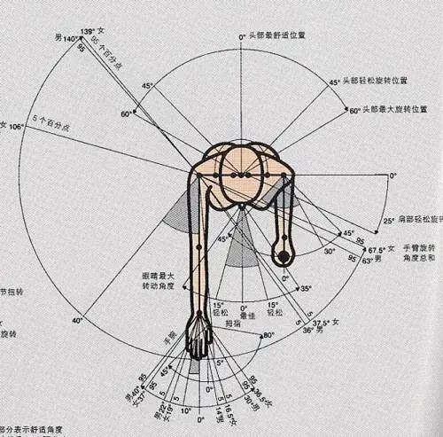 人机工程学人体尺寸图的搜索结果_百度图片搜索-花瓣网