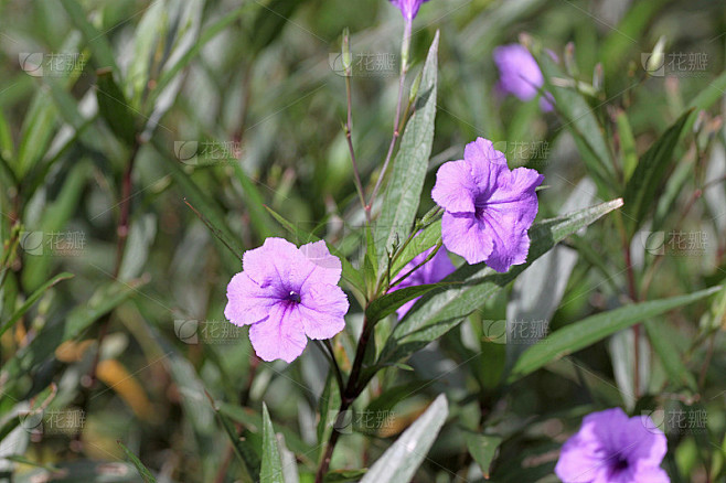 花园里有紫色的花。