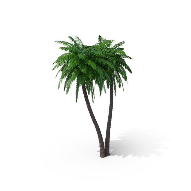 Palm Trees.H03.2k-花瓣网