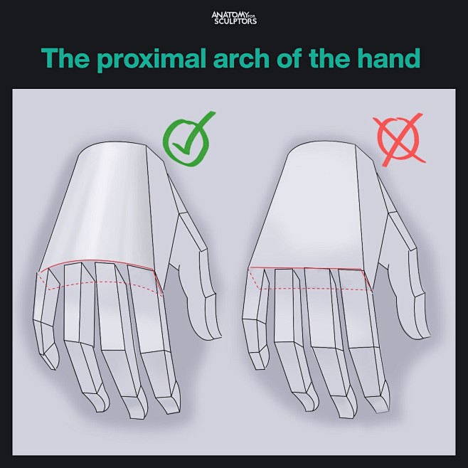The proximal arch of the hand-手部结构/手掌/建模技巧/布线