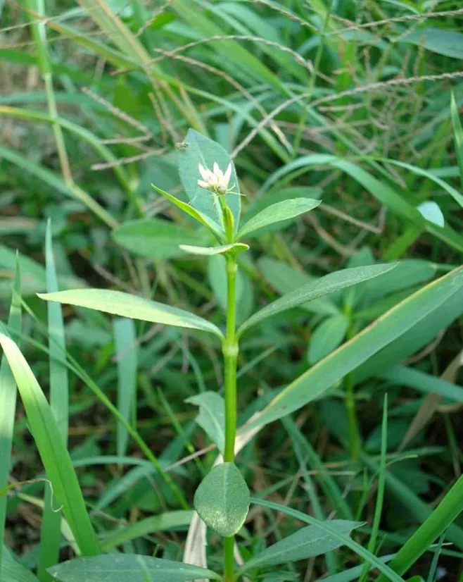 空心莲子草：别名水花生，原产于巴西，后引入中国，现在是臭名昭著的杂草。 -花瓣网
