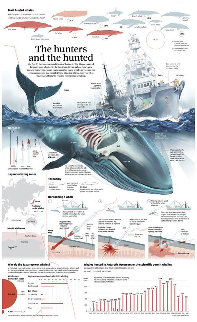 Whale Hunting in Japan Infographic. Topic whaling, whales, illegal ani