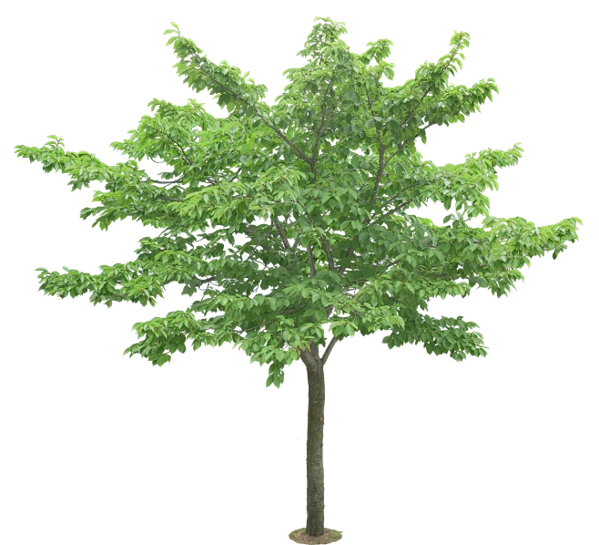 J1_18樱花1-花瓣网