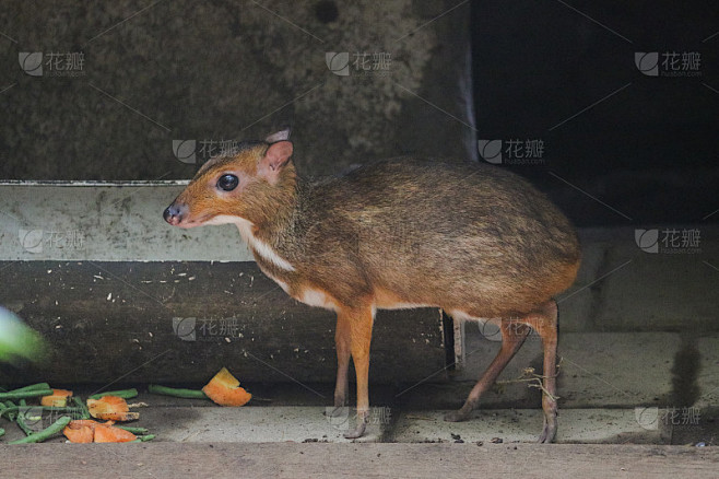 动物园里的一种鼠鹿或小鹿。