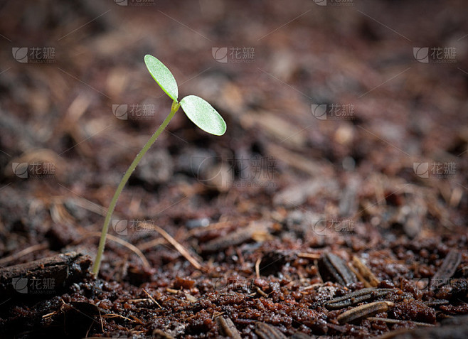 绿色的幼苗