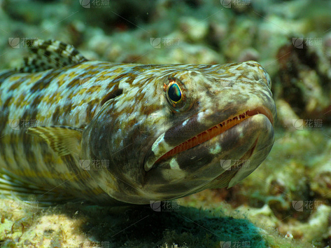 Lizardfish 1