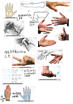 自制-proko人体课程笔记-花瓣网|陪你做生活的设计师 | lenn Vilppu的人体素描课程笔记