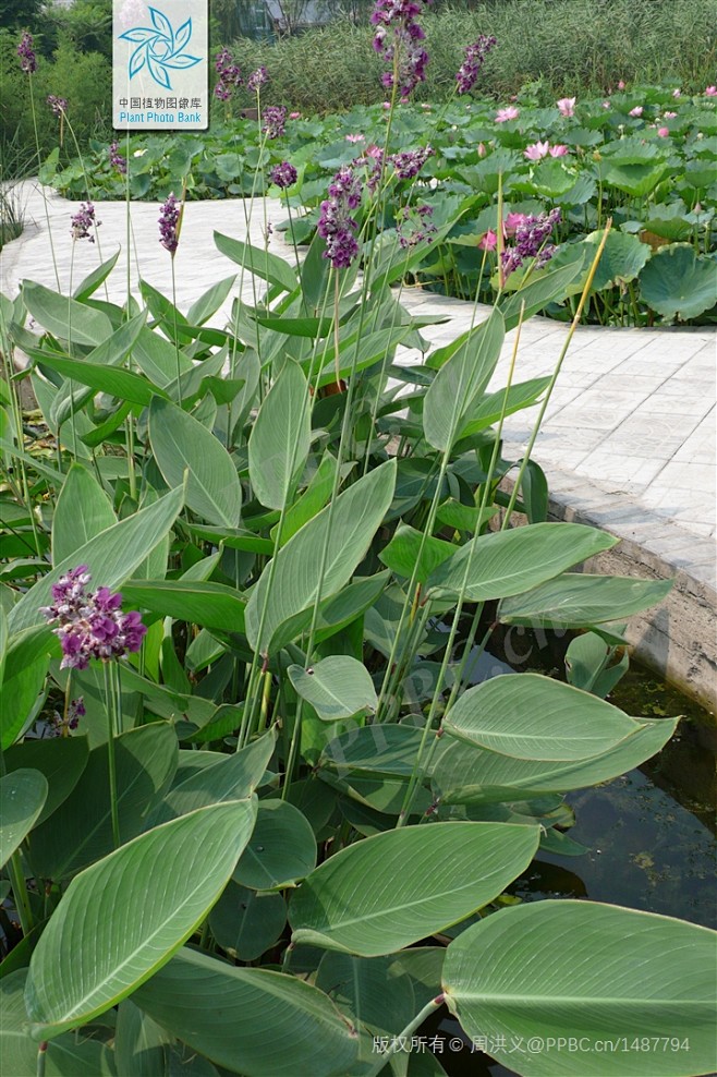 再力花 Thalia dealbata 中国植物图像库