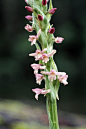 中文学名 西南手参 拉丁学名 Gymnadenia orchidis Lindley 科中文名 兰科 科拉丁名 Orchidaceae 属中文 ...