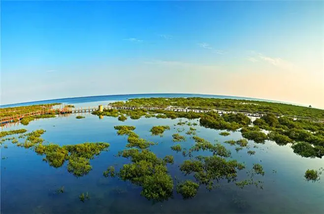 红树林_百度图片搜索-花瓣网