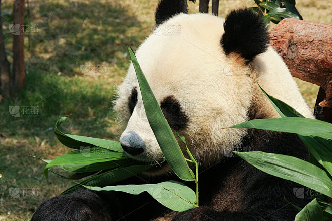 熊猫吃竹子