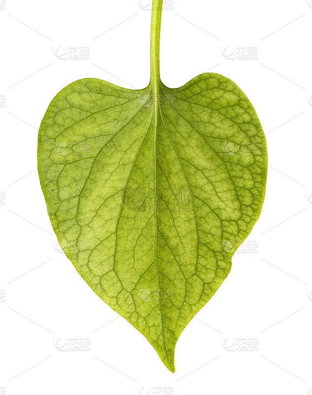 Fish mint, Fish leaf isolated on white background,