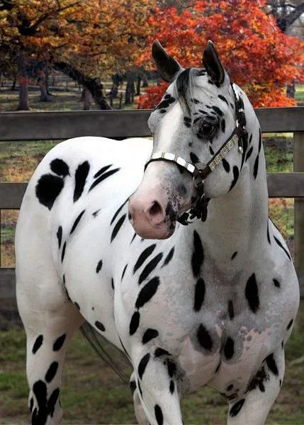 Reference Sire: Hi Tech Cowboy, Appaloosa Stallion at Stud in Delaware ...