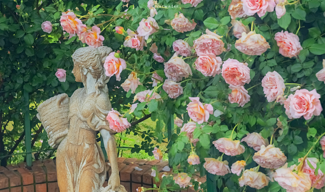 The roses in her hand,the flavor in mine. 摄影师@overwater