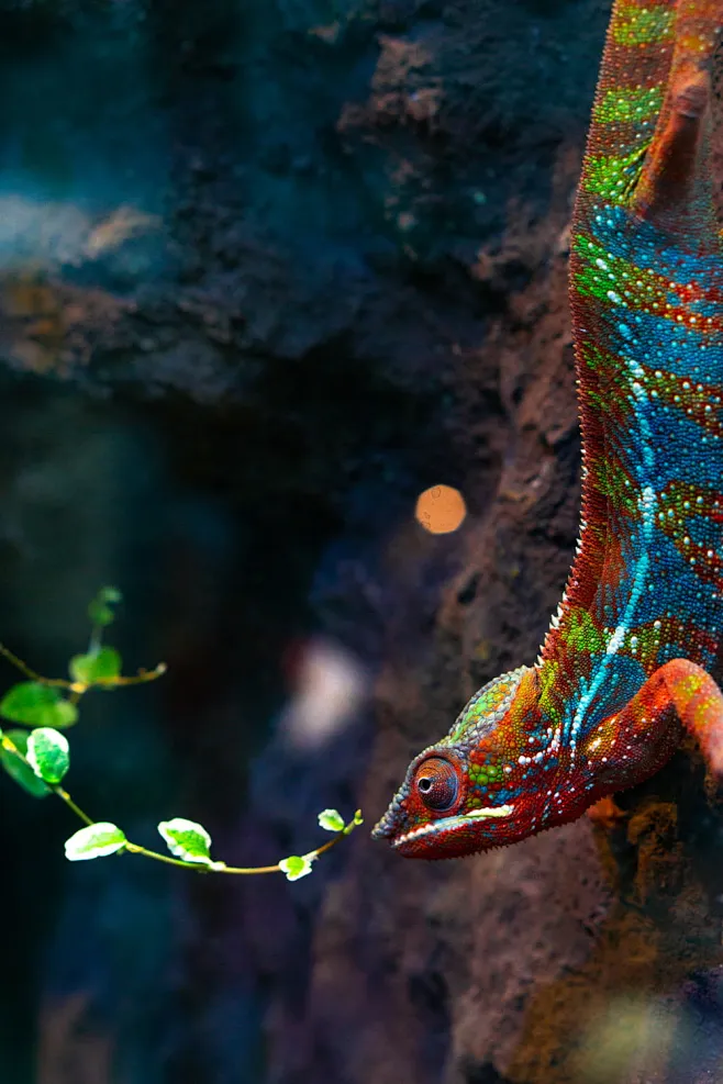 a colorful lizard hanging from a tree branch图片_待分图片素材-花瓣网