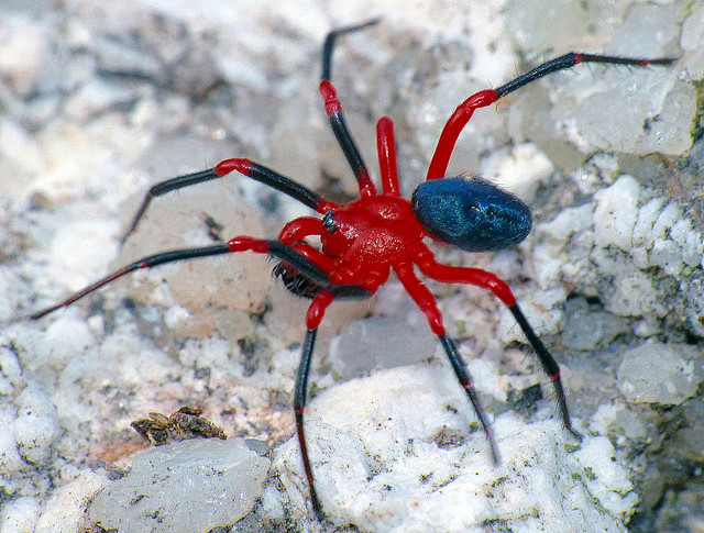 libutron: Red and Black Spider - Ambicodamus sp. Due to their typical ...