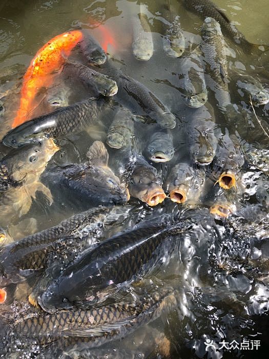 天下第一鱼@炎帝 萧炎