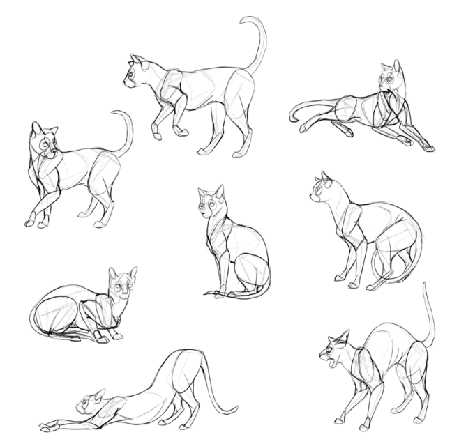 cat drawing reference discovered by odyssey on We Heart It结构 struckur ...