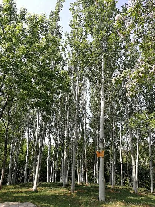 Populus alba var. pyramidalis_新疆杨-花瓣网