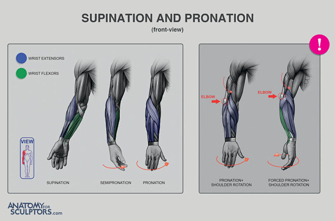 anatomy-for-sculptors-supination-and-pronation-full