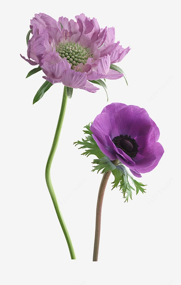 紫色花朵psd免抠素材_新图网 https://ixintu.com 紫色 小花 花朵-花瓣网