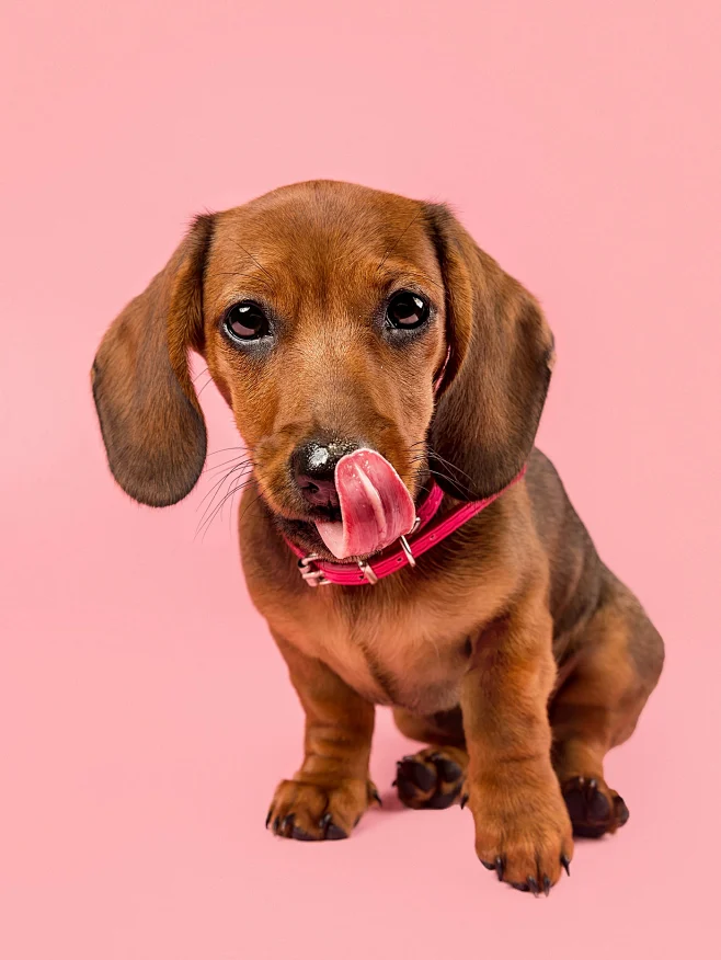 Behind The Scenes At A Mutley's Snaps Studio Pet Photography Session ...