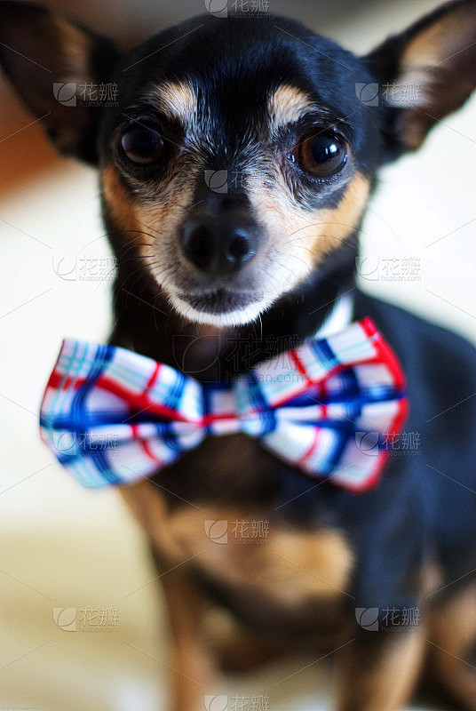 狗戴着领结