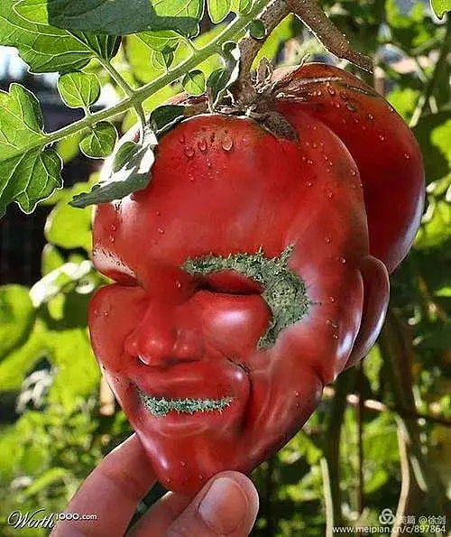 猎奇 (77)-花瓣网