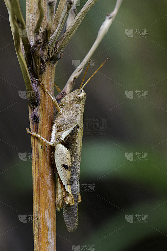 白带蚱蜢(Stenocatantops splendens)在树上的图像。昆虫。的动物。