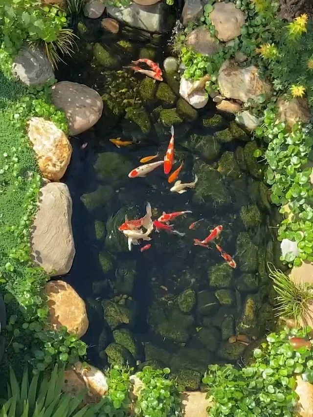 鱼池 - 小红书搜索-花瓣网