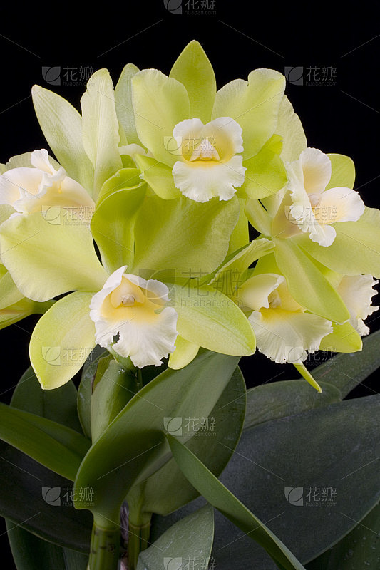 Cattleya Orchid