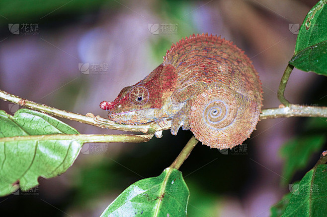 美丽的隐或蓝腿变色龙(隐Calumma crypticum) a