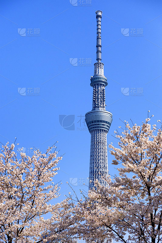 日本东京天空树塔。