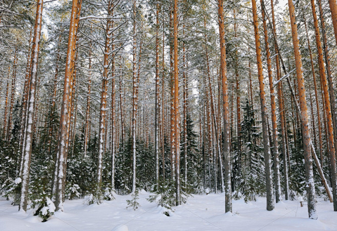怀尔德伍德,冬天,北方针叶林,针叶林,天空,水平画幅,雪,无人,户外,针叶树