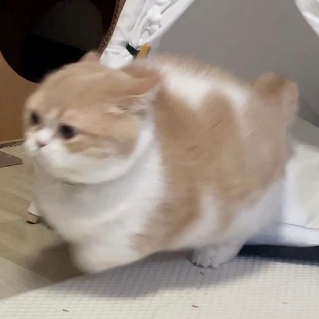 猫猫表情包图片_可爱表情包图片素材-花瓣网