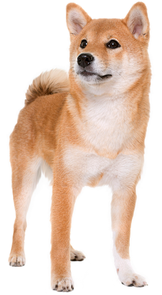 动物素材-已抠图-花瓣网|陪你做生活的设计师 | 90101447